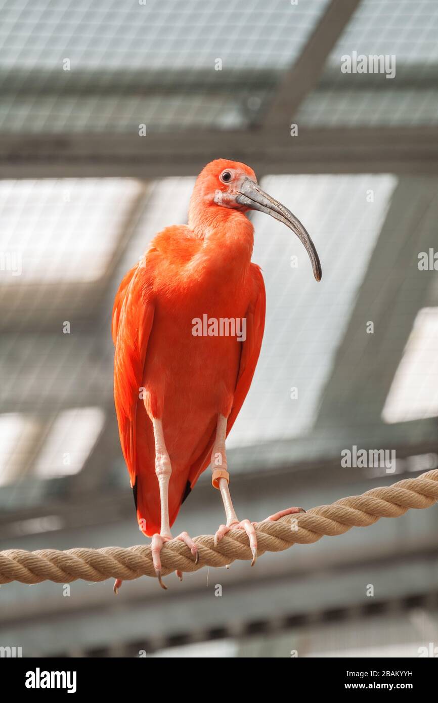 Exotic scarlet ibis (Eudocimus ruber) in a zoo, in glazed aviary with ...
