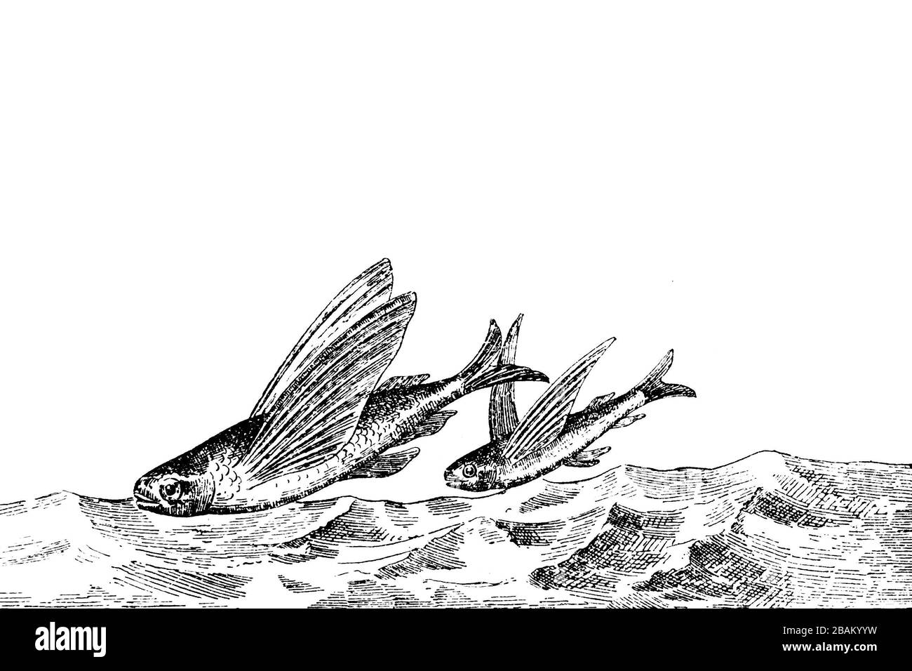 Exocoetus High Resolution Stock Photography and Images - Alamy