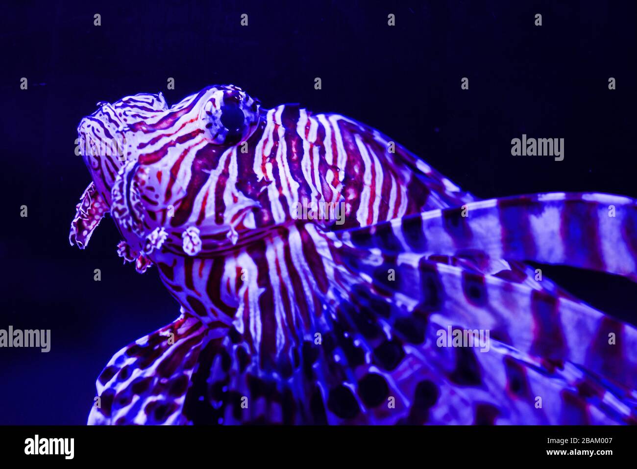 The red lionfish (Pterois volitans) is a venomous coral reef fish in ...