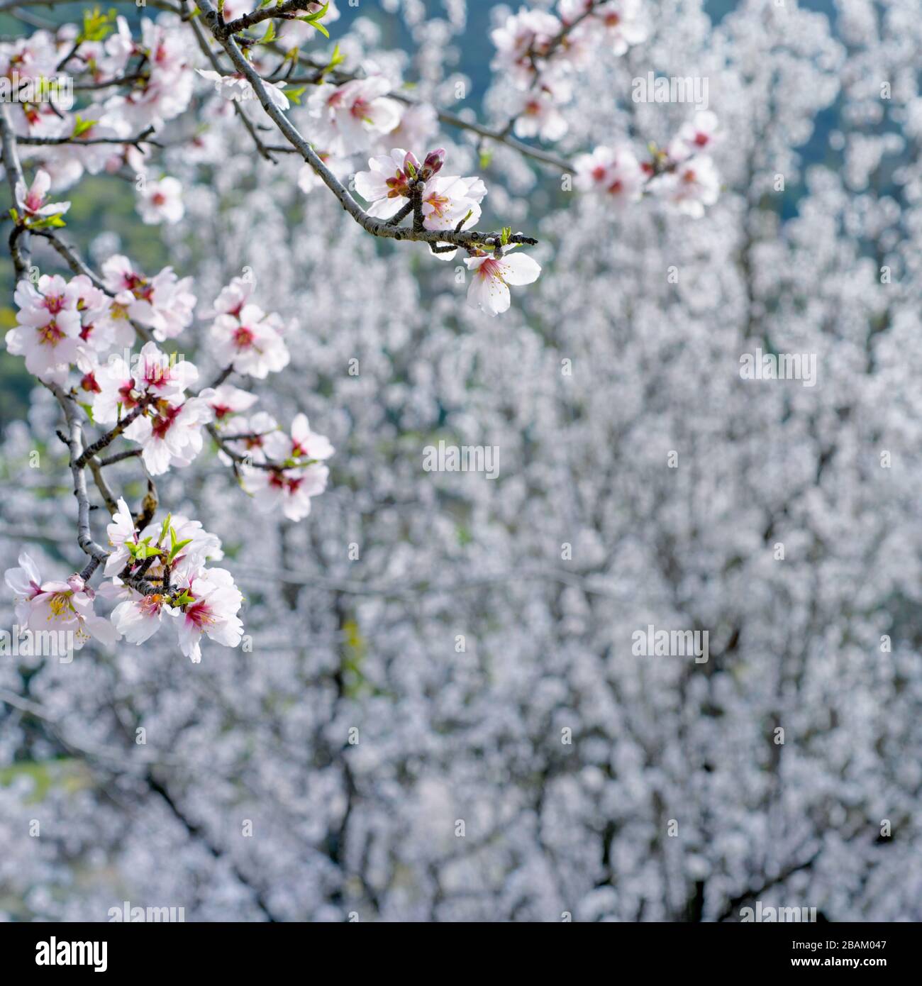 Almond trees hi-res stock photography and images - Alamy