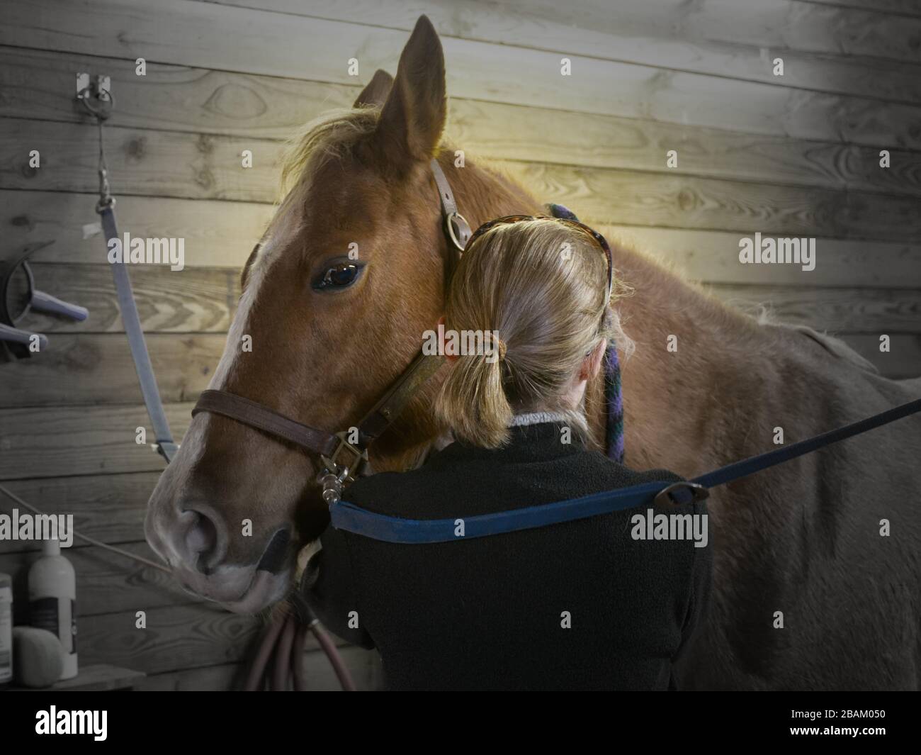 Human Horse Bond High Resolution Stock Photography and Images - Alamy