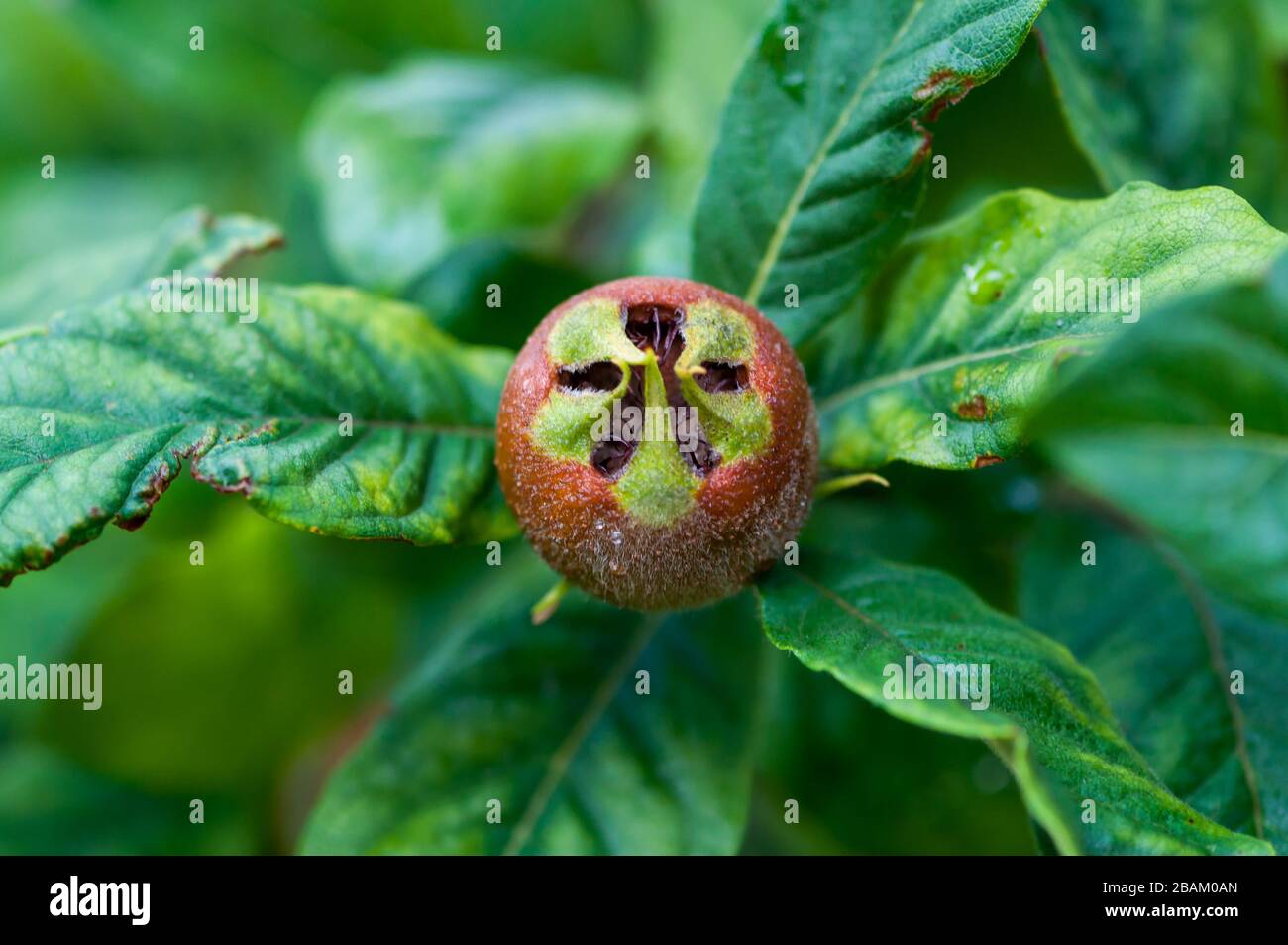 Fruitlet hi-res stock photography and images - Alamy