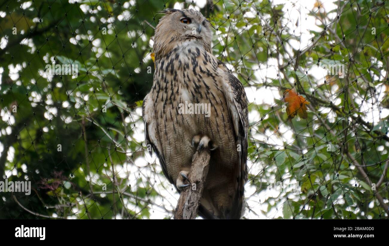 Wonderful frogs hi-res stock photography and images - Alamy