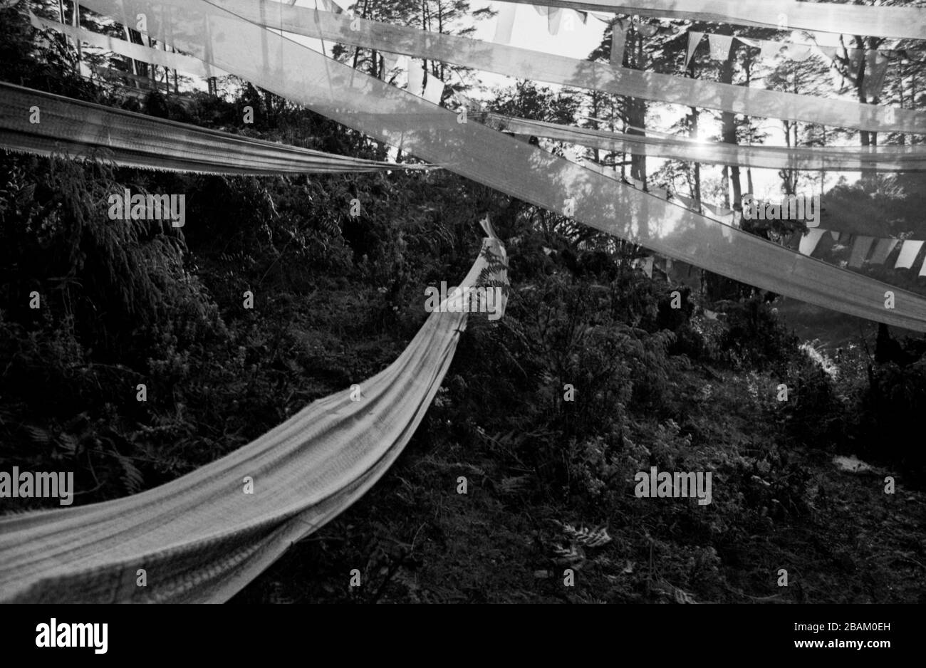 Prayer flags snake across the ground and between trees at Dorch La pass ...