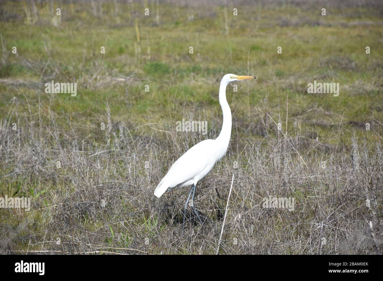 Great egret bird standing his foot raised Stock Photo - Alamy
