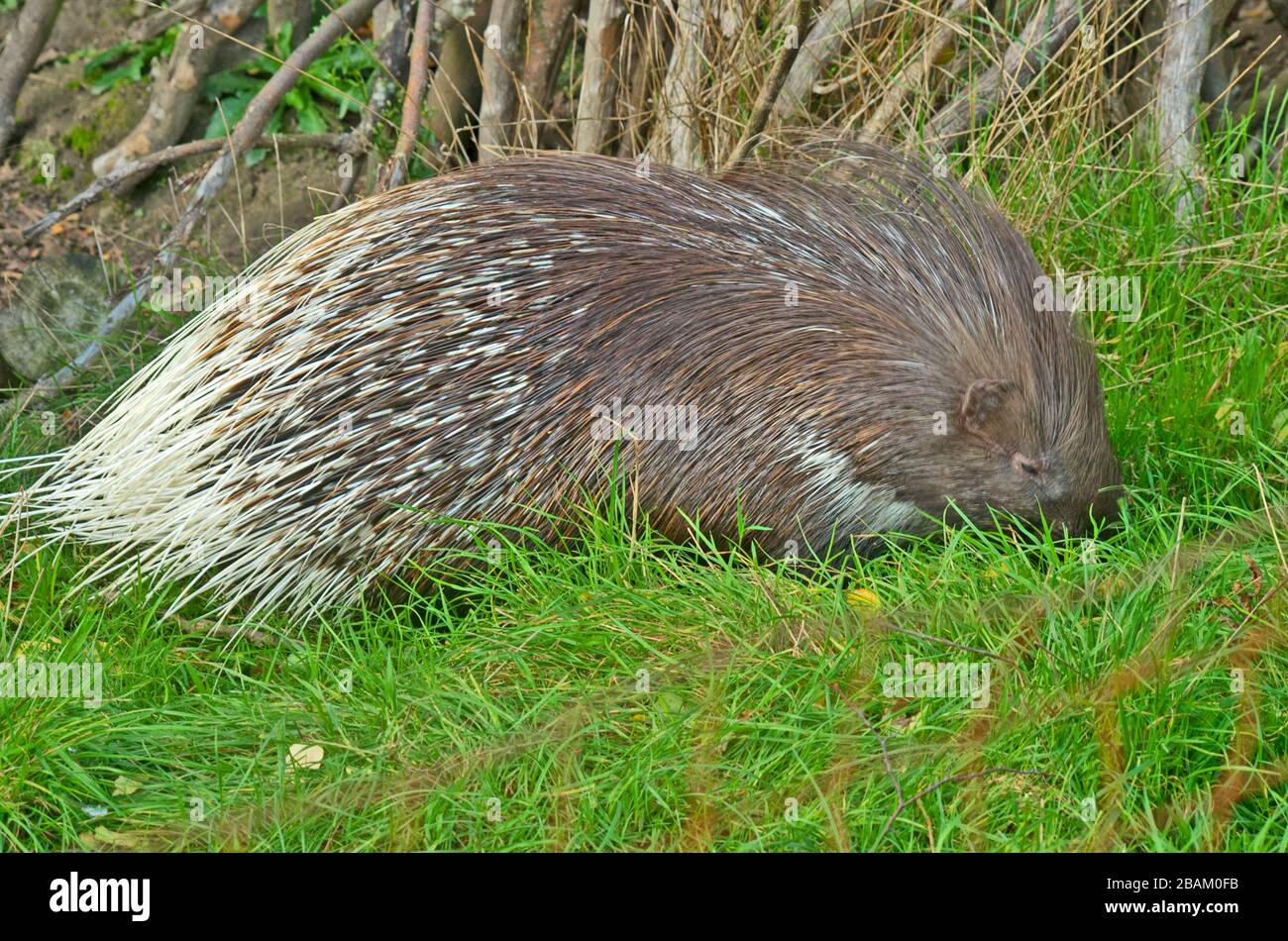 AFRICAN CRESTED PORCUPINE Hystrix Stock Photo - Alamy