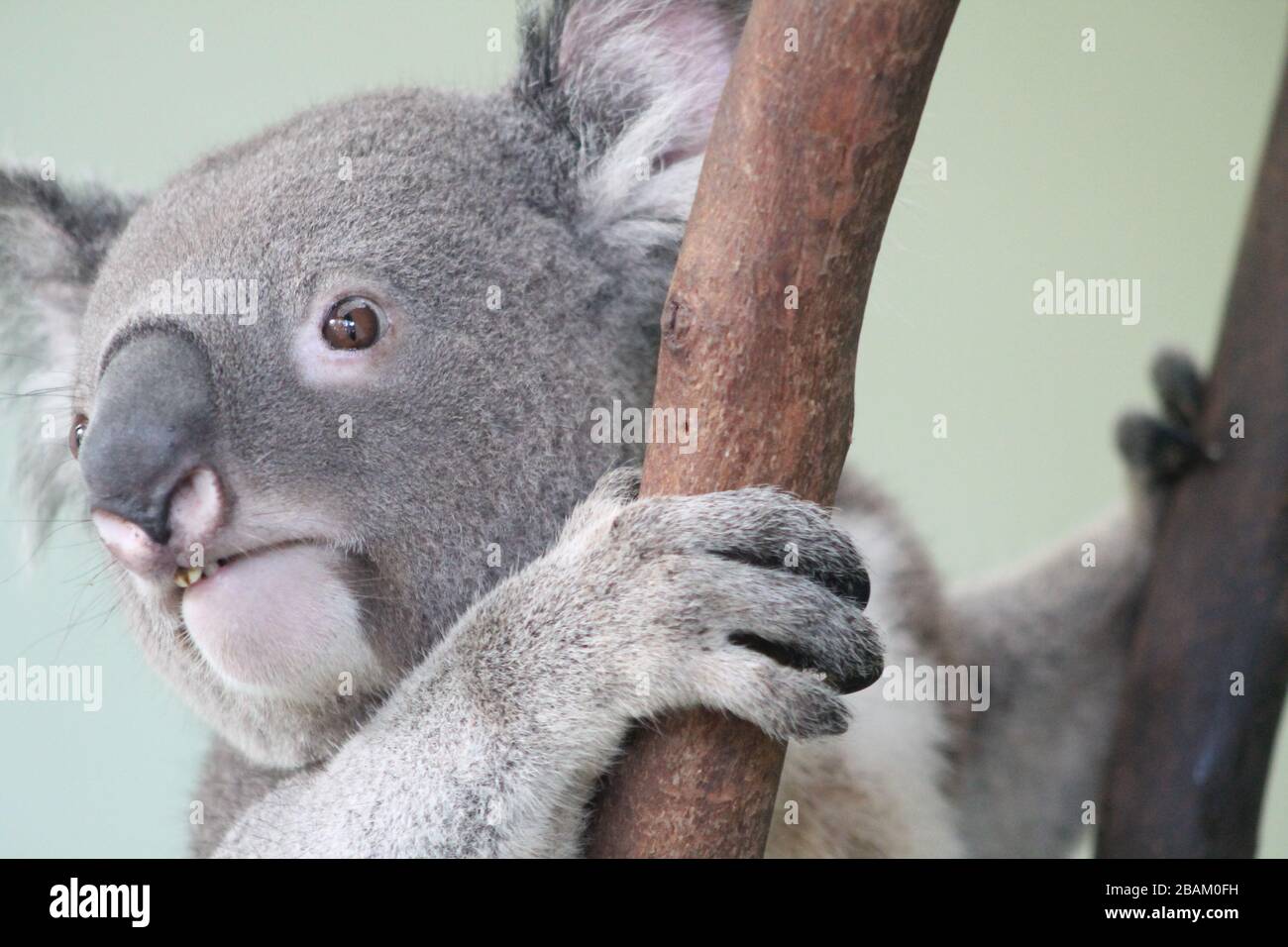 A close up of a koala Stock Photo - Alamy