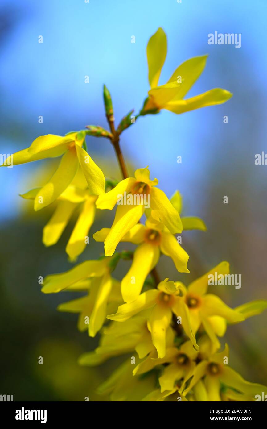 Yellow branches of forsythia flowers in bloom Stock Photo - Alamy