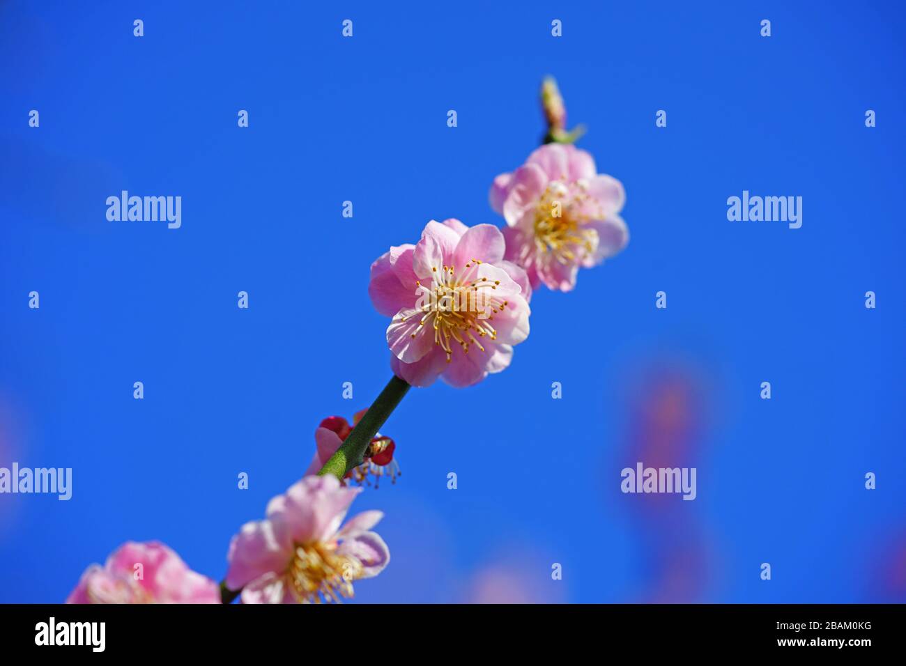 Pink flower blooms of the Japanese ume apricot tree, prunus mume Stock ...