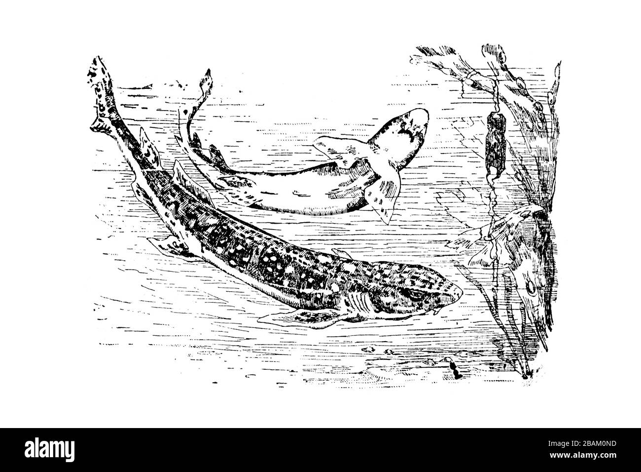 BANDED HOUNDSHARK (Triakis Scyllium) - Vintage Engraved Illustration ...