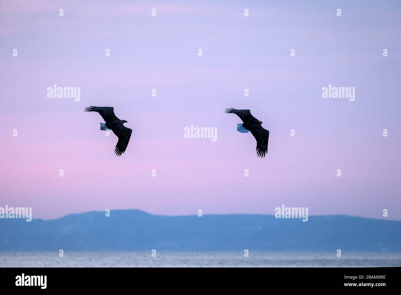 Two white-tailed eagles in flight, eagle flying against colorful sky ...