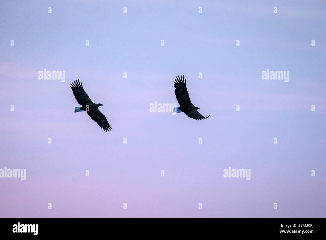Two white-tailed eagles in flight, eagle flying against colorful sky ...