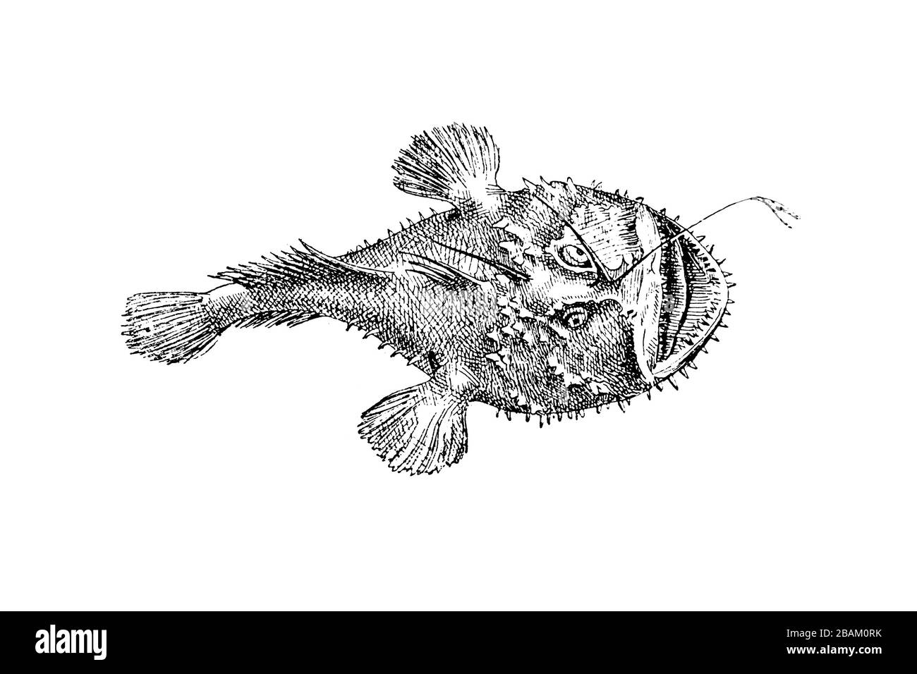Angler Fish Scientific Illustration