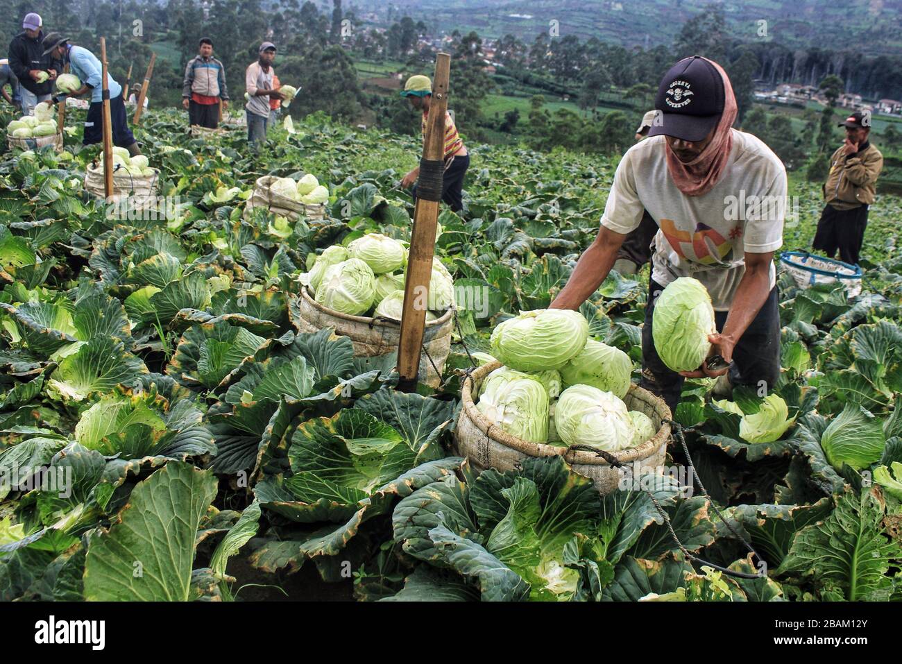 Indonesian ministry of agriculture hi-res stock photography and images ...