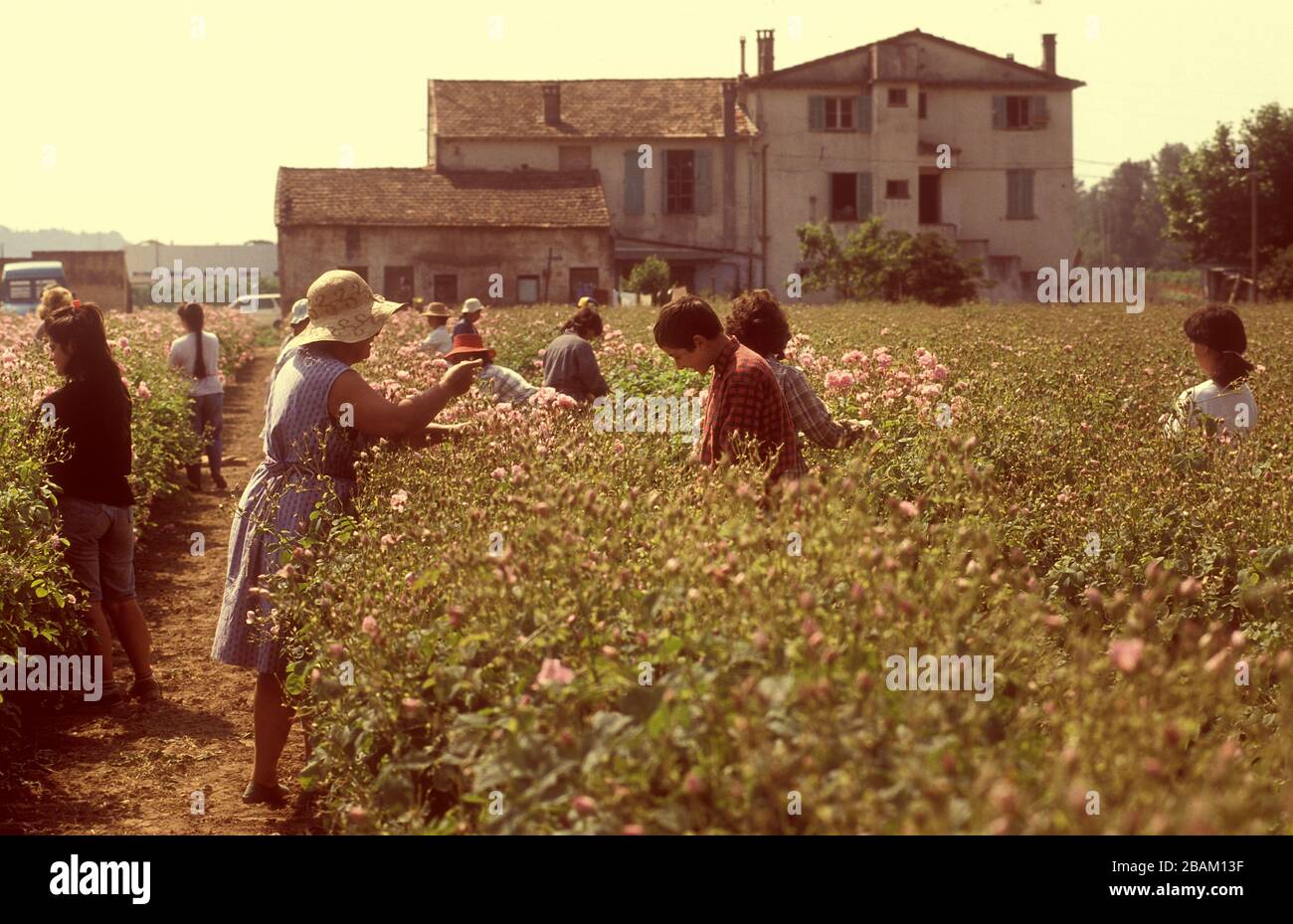 Rose farming hi-res stock photography and images - Alamy