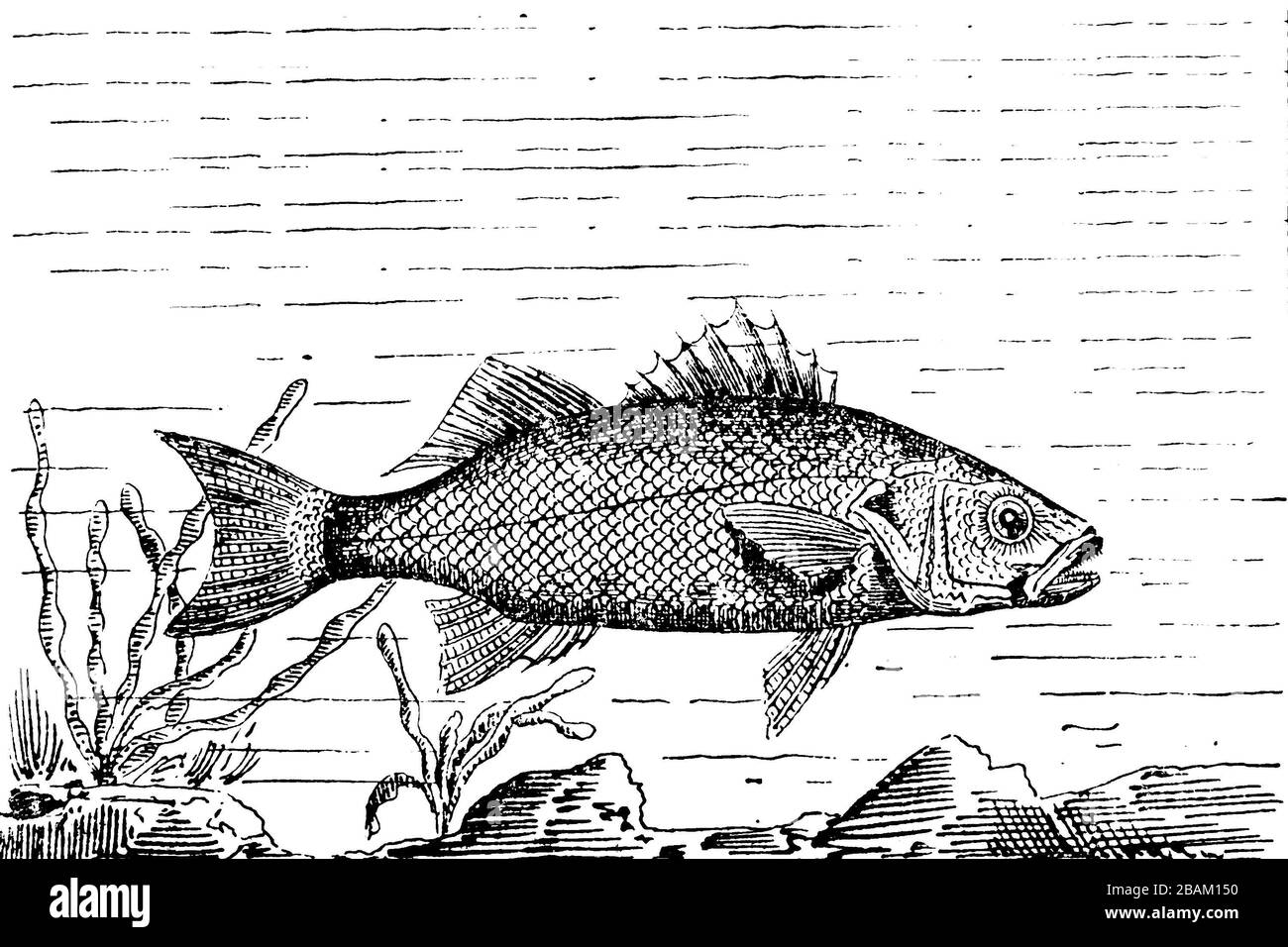 BASS (Labrax lupus) - Vintage Engraved Illustration 1889 Stock Photo ...