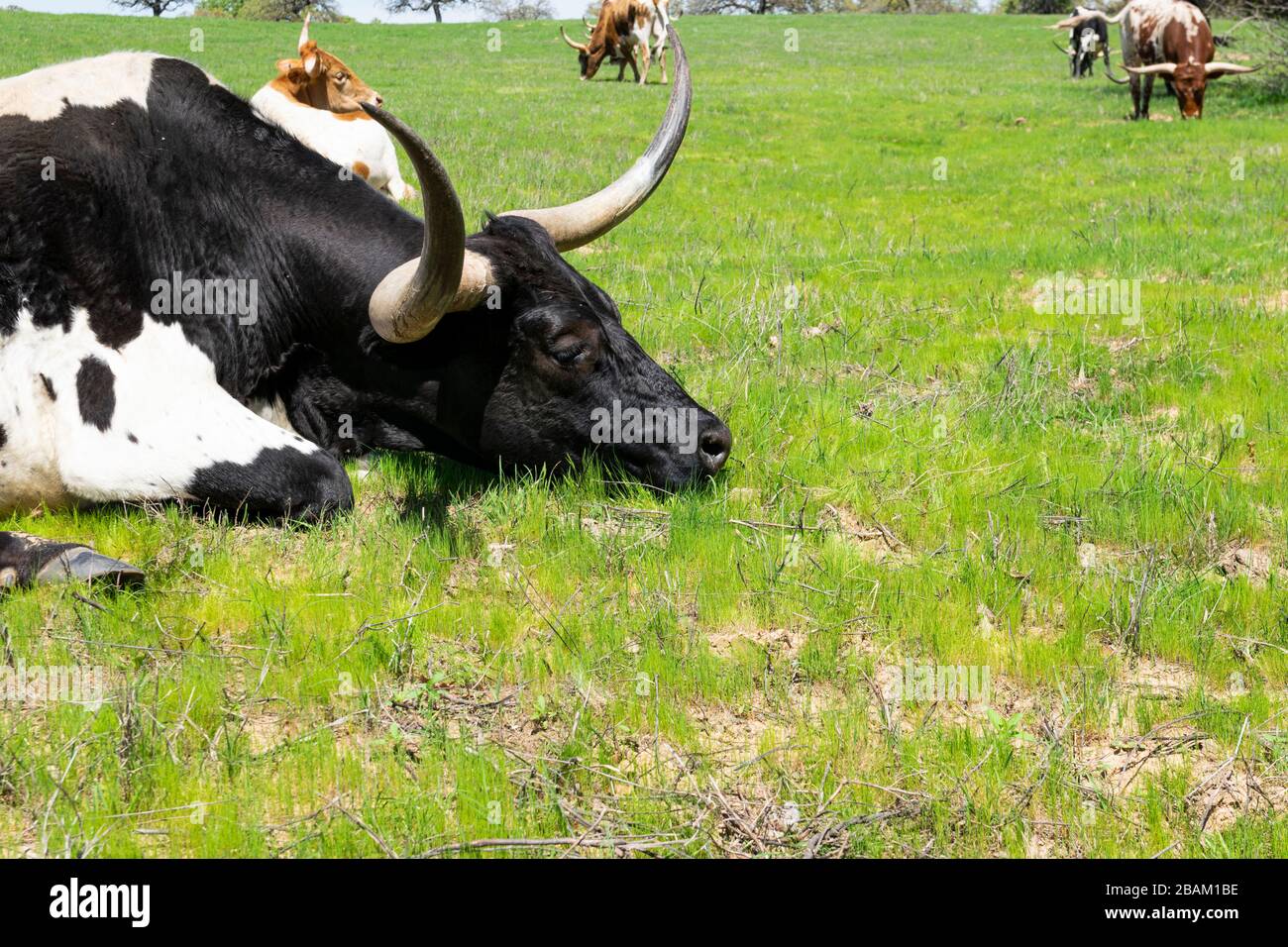 A large, black and white Longhorn bull relaxing with his head resting ...