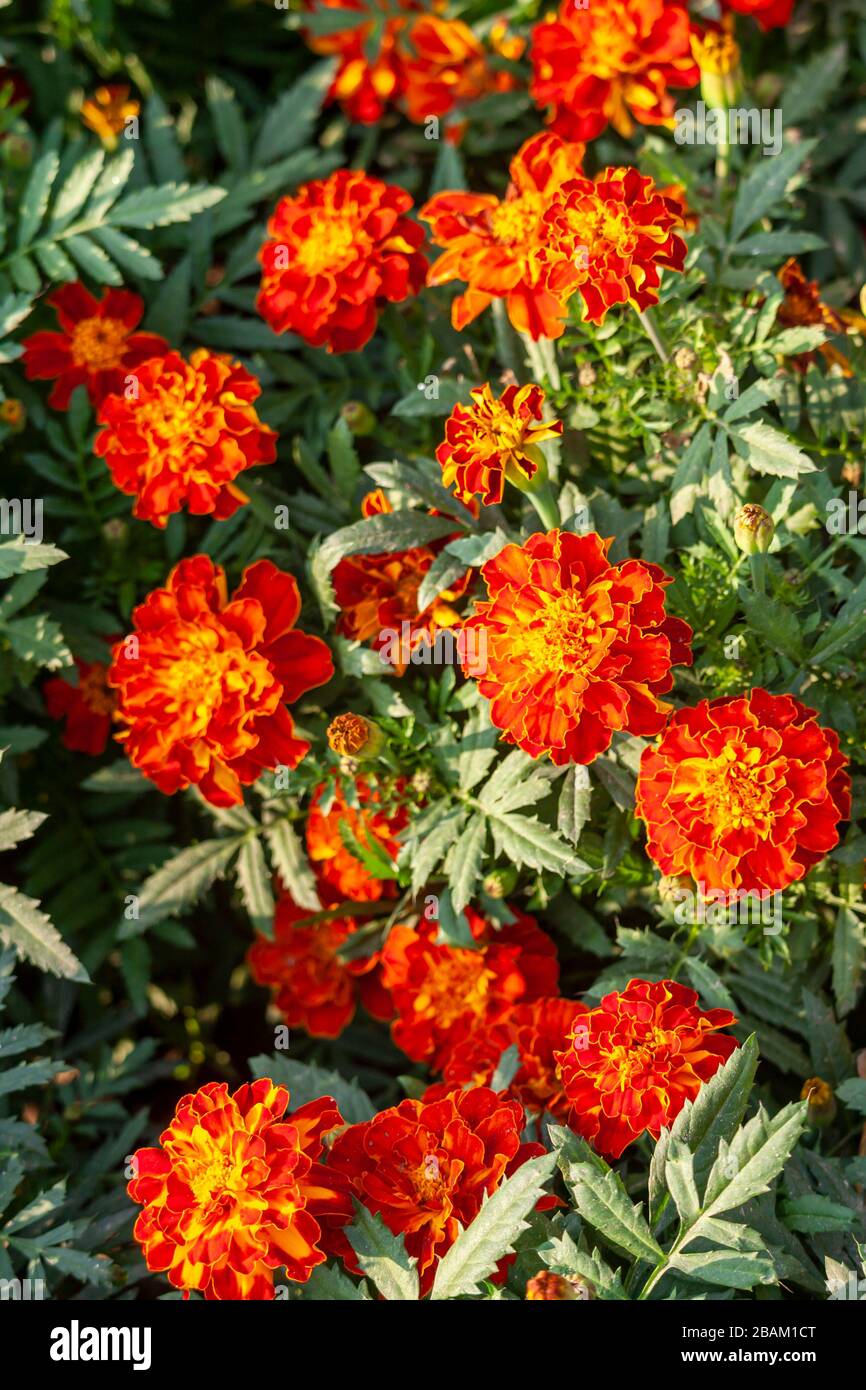 Marigold bloom in bed hi-res stock photography and images - Alamy