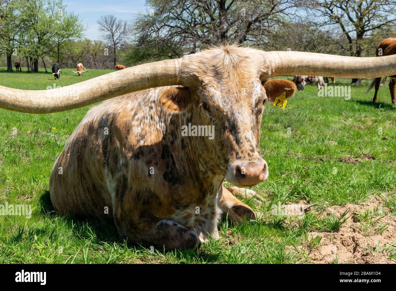 A large Longhorn with a mottled pattern of white, brown, and tan spots ...