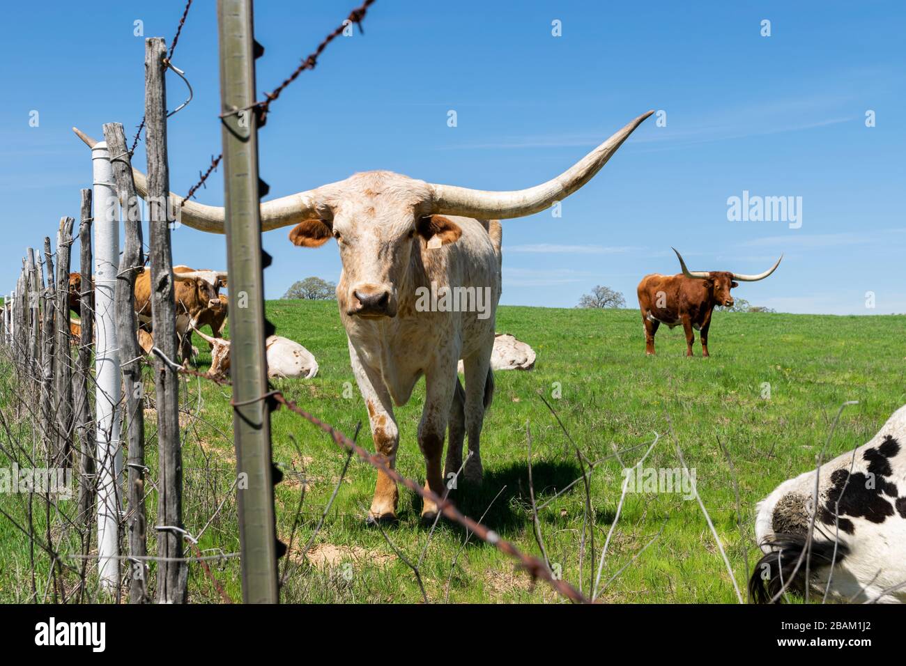 A large white and tan longhorn bull looking through the strands of a ...