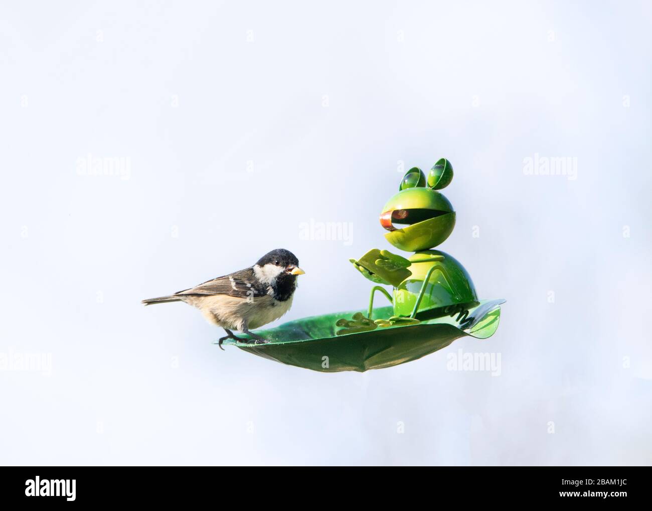 Garden Birds, with flying frog reading a book, March 2020 Stock Photo ...