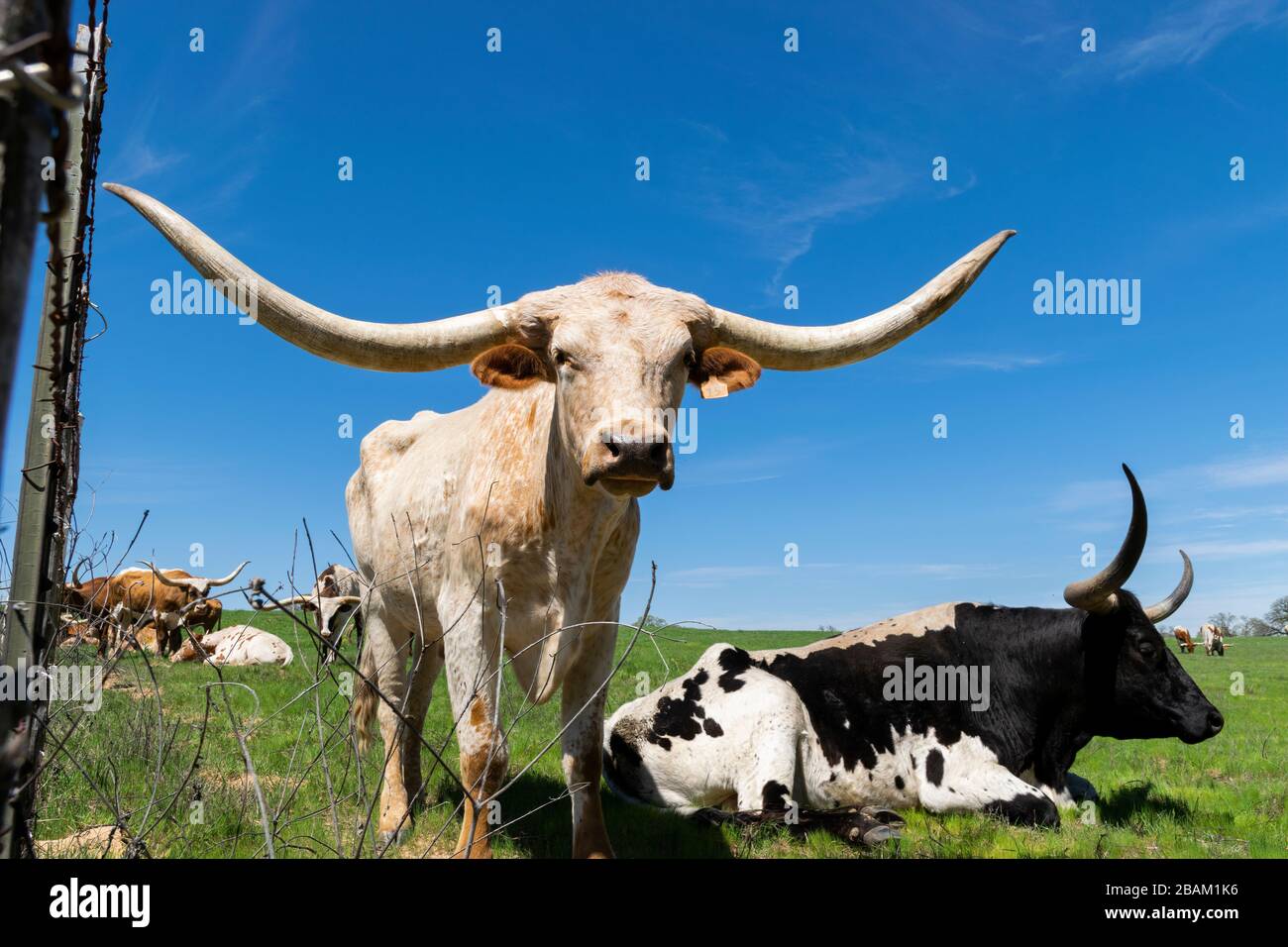 A large white and tan longhorn bull standing next to the barbed wire ...