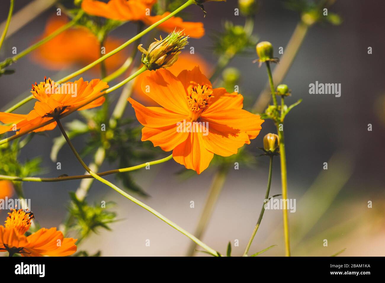 Sulfur Cosmos Flower Stock Photo - Alamy