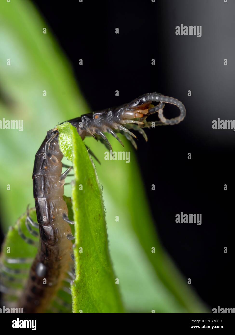 Macro Photography of Little Centipede is Climbing on Green Leaf Stock ...