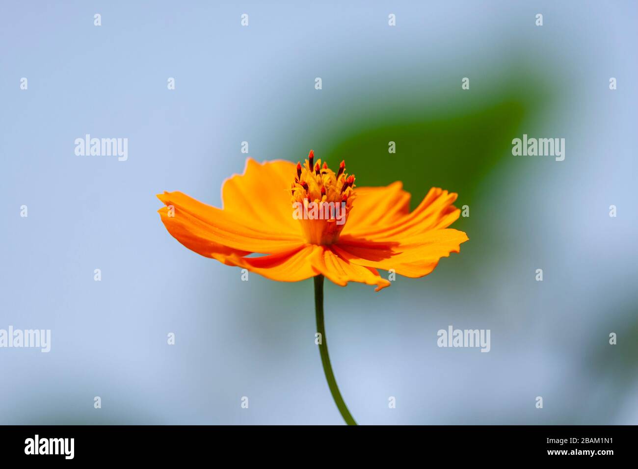 Sulfur Cosmos Flower Stock Photo - Alamy