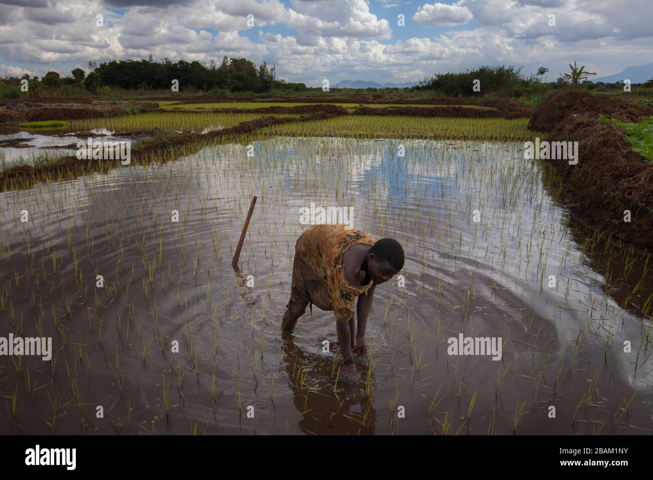 A worker in a rice field (rice paddy) in southern Malawi during harvest ...