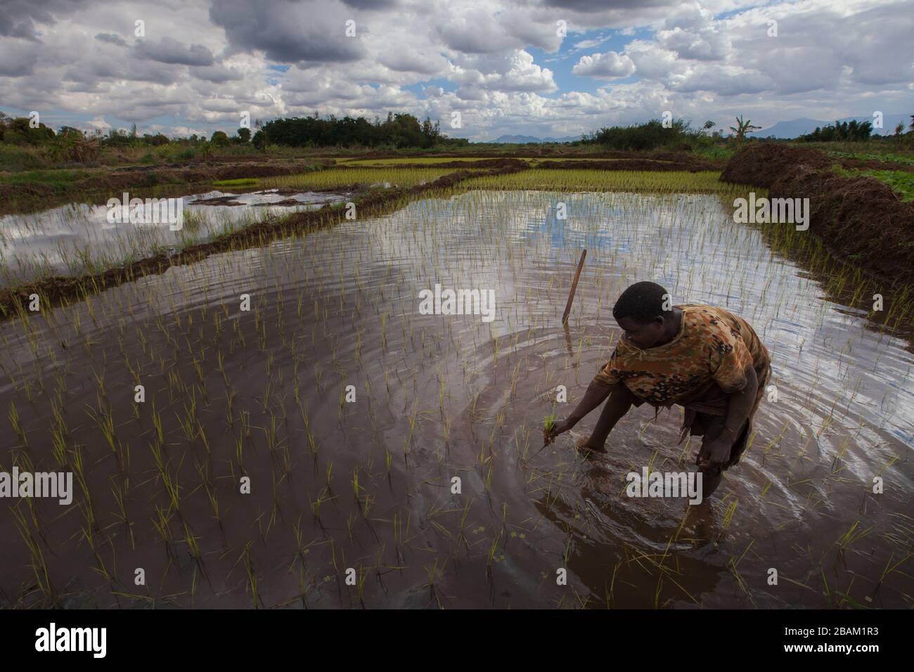 A worker in a rice field (rice paddy) in southern Malawi during harvest ...