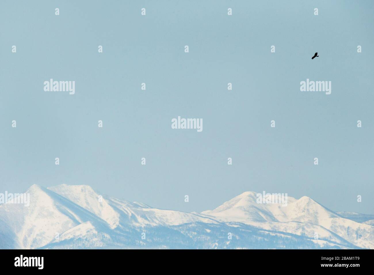 Red kite flying in front of winter mountains scenery in Hokkaido, Bird ...