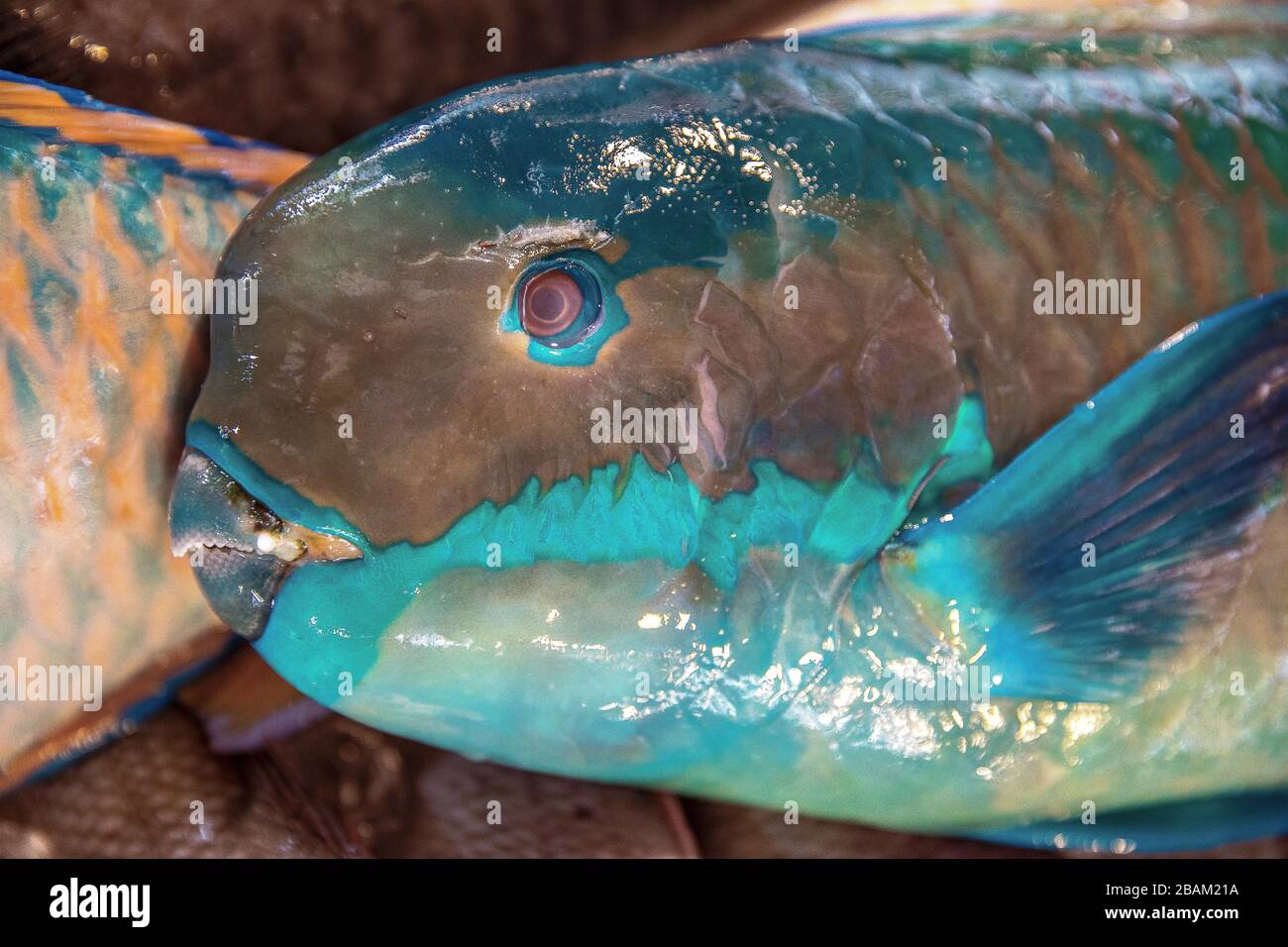 Fresh fish and sea food at local market, Boracay island, Philippines ...