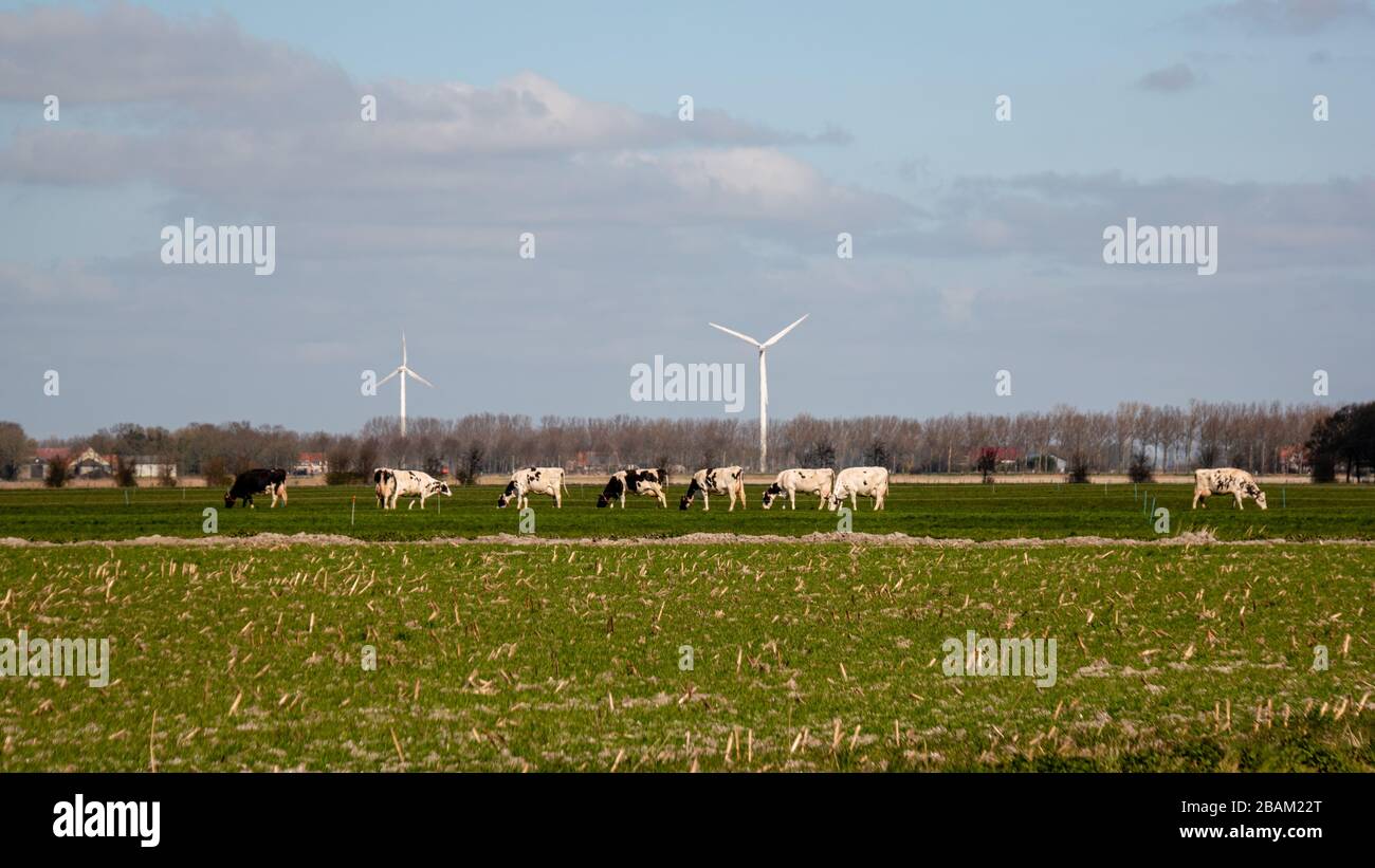 Dutch cows in the meadow during Spring in the Netherlands at ...