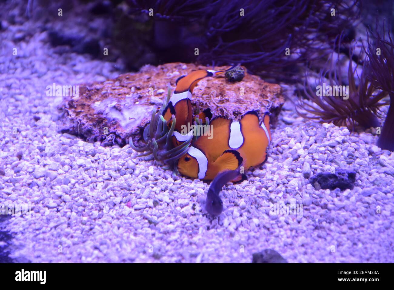 Ocellaris clownfish, Amphiprion ocellaris, also known as the false percula clownfish or common ...