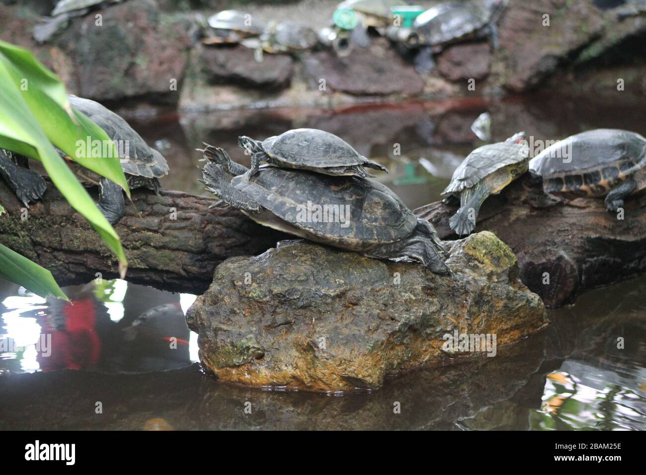 Turtles reptile in wild life hi-res stock photography and images - Alamy