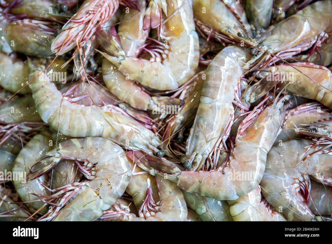 Fresh fish and sea food at local market, Boracay island, Philippines ...