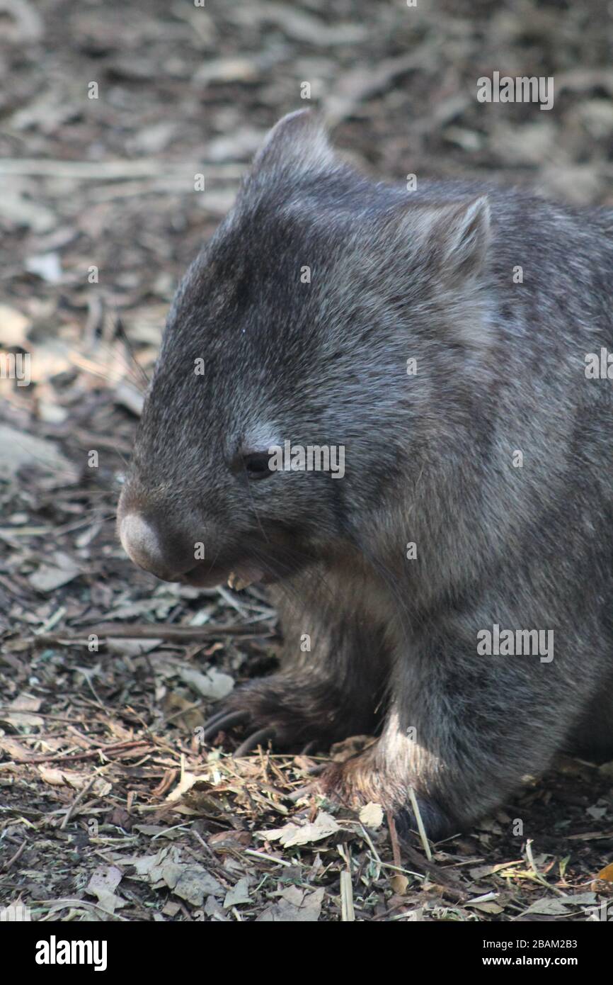 Australian koala in natural habitat hi-res stock photography and images ...