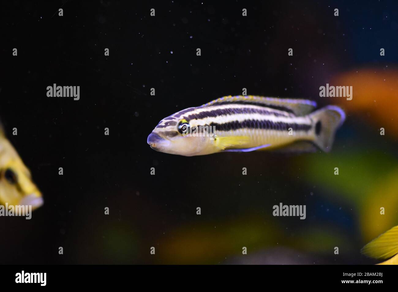 Freshwater aquarium fish, endemic cichlid fish from African lake and ...