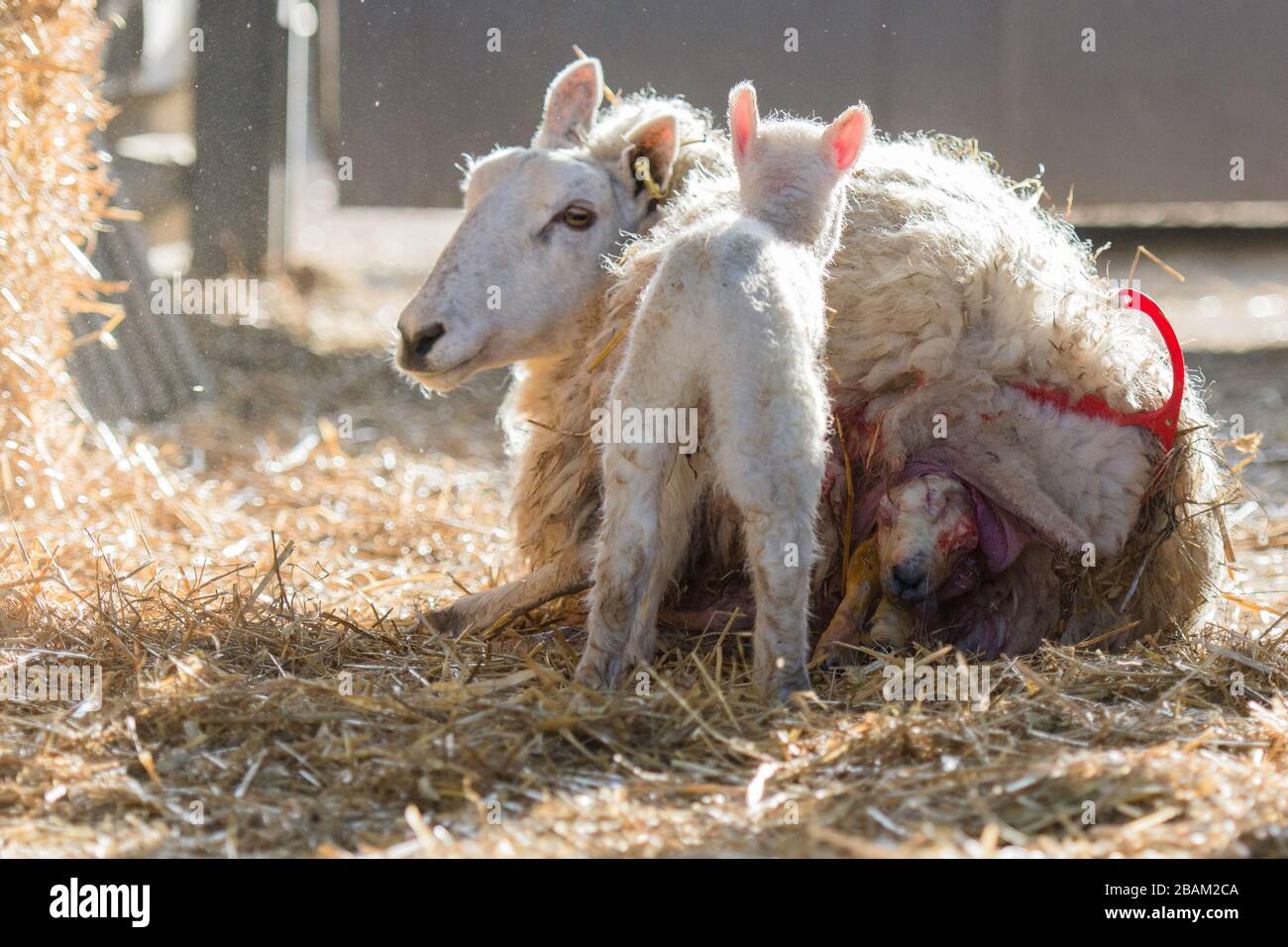 ewe giving birth to a lamb, lambing Stock Photo - Alamy