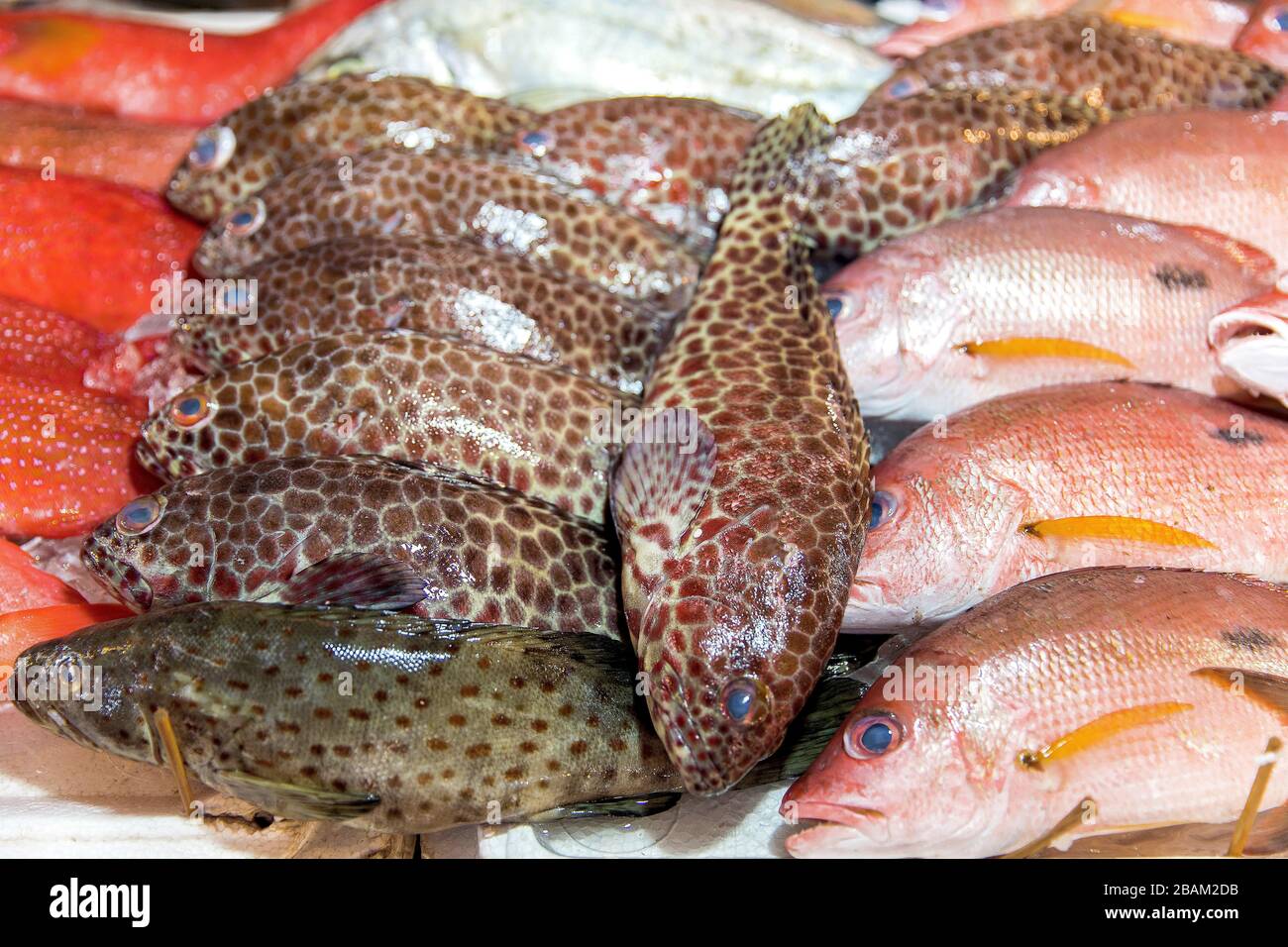 Fresh fish market philippines hi-res stock photography and images - Alamy