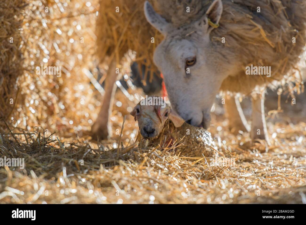 Placenta hi-res stock photography and images - Alamy