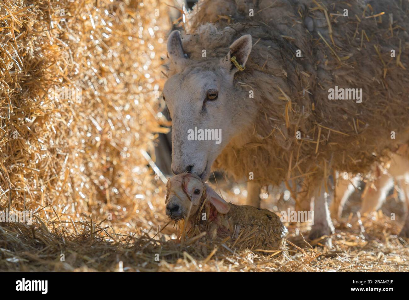 Placenta baby hi-res stock photography and images - Alamy