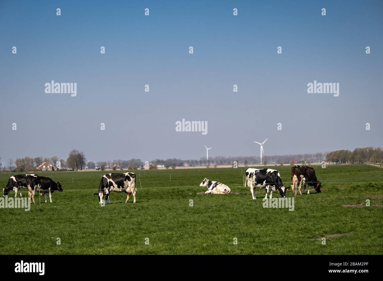 Dutch cows in the meadow during Spring in the Netherlands at ...