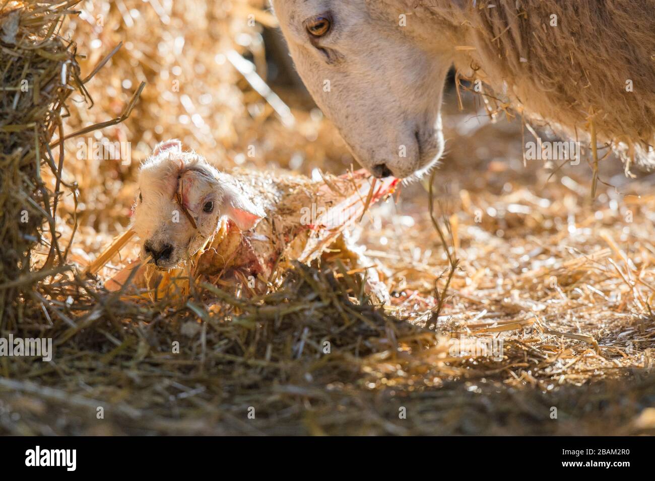ewe licking placenta from a newborn lamb Stock Photo - Alamy