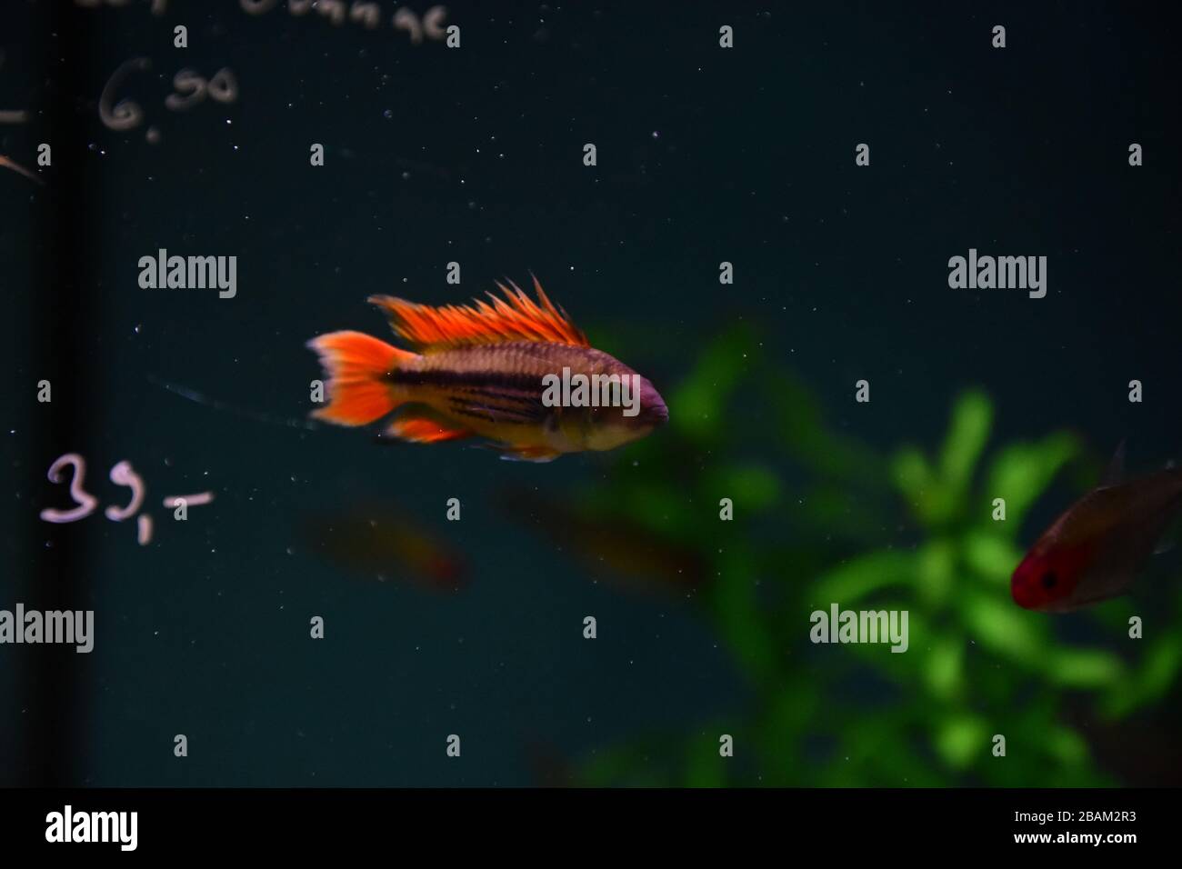 Freshwater aquarium fish, endemic cichlid fish from African lake and ...