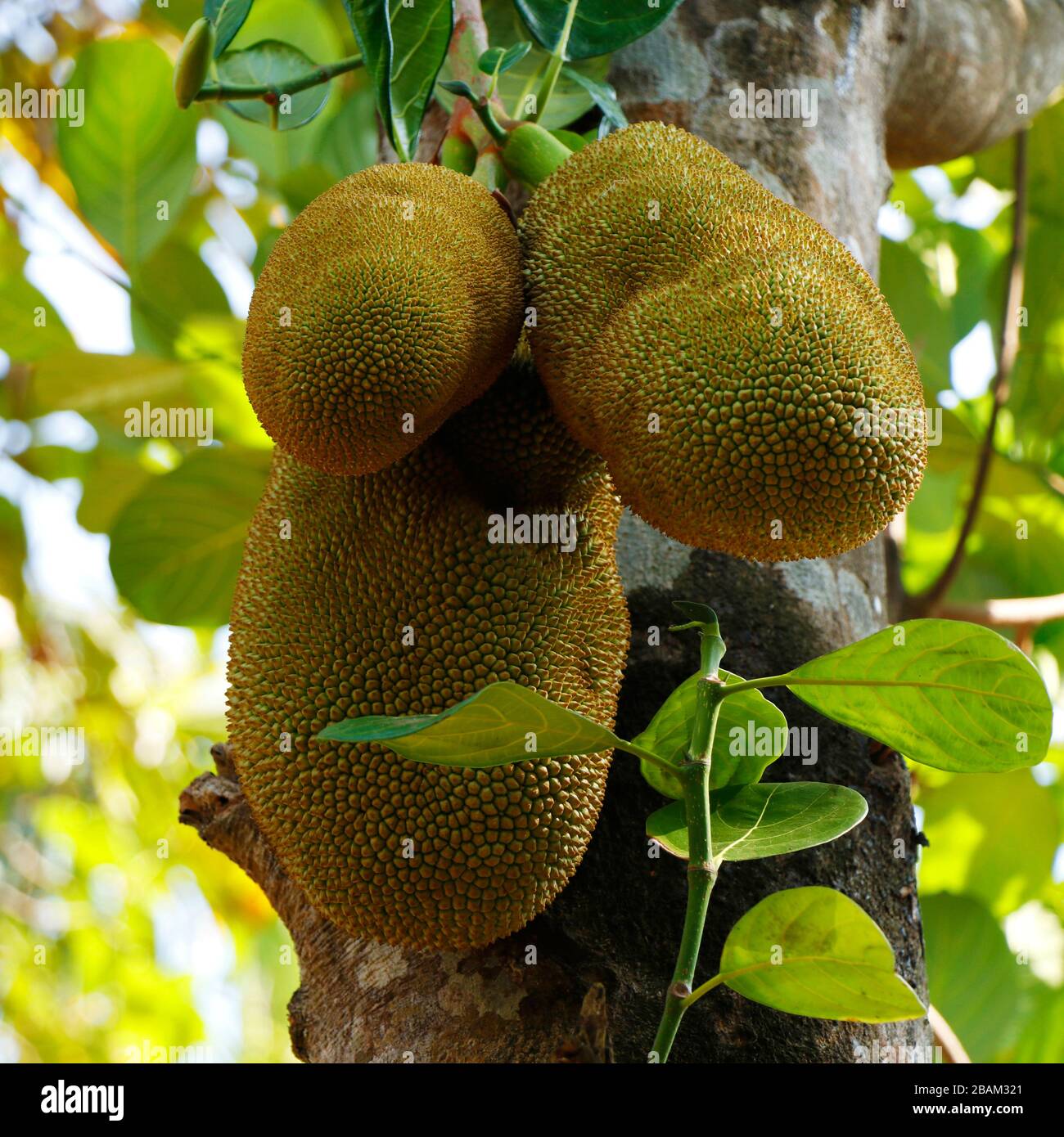Jack fruits hanging in trees in a tropical fruit garden in india Stock ...