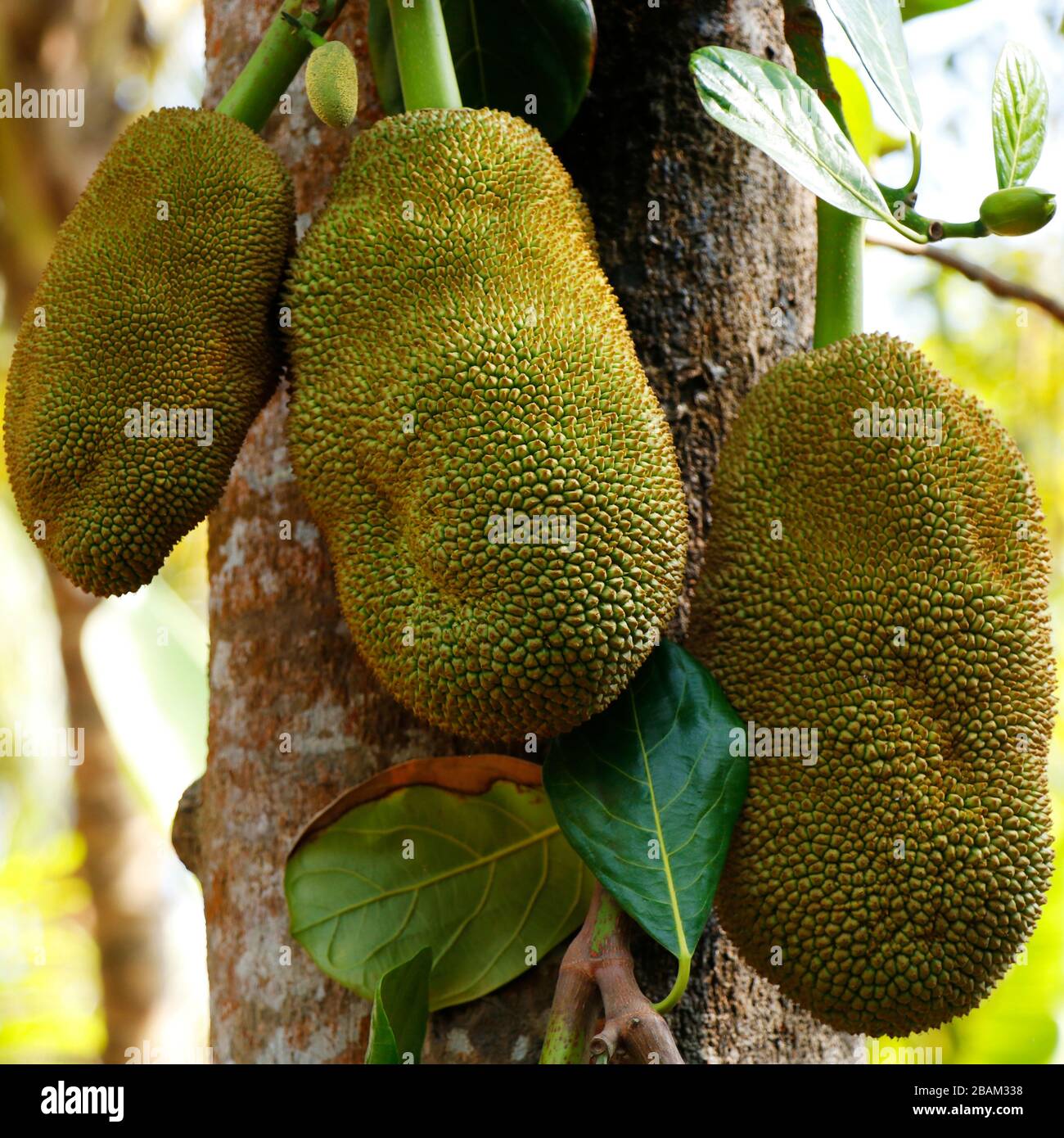 Jackfruit on tree wiht blurry bakcground:Close up Stock Photo - Alamy