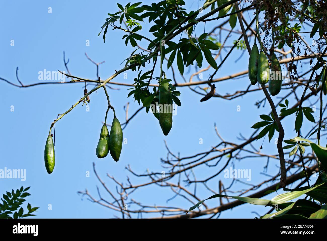 White silk cotton tree hi-res stock photography and images - Alamy