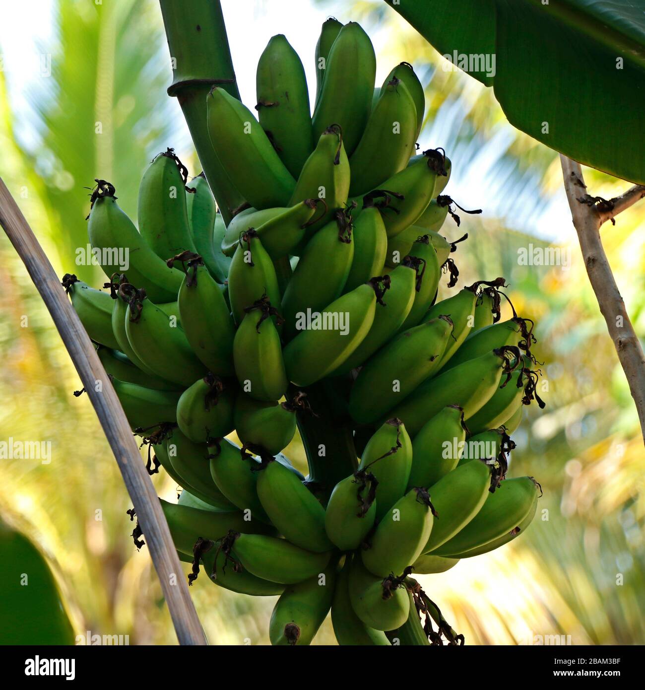 banana tree with small bananas Stock Photo - Alamy